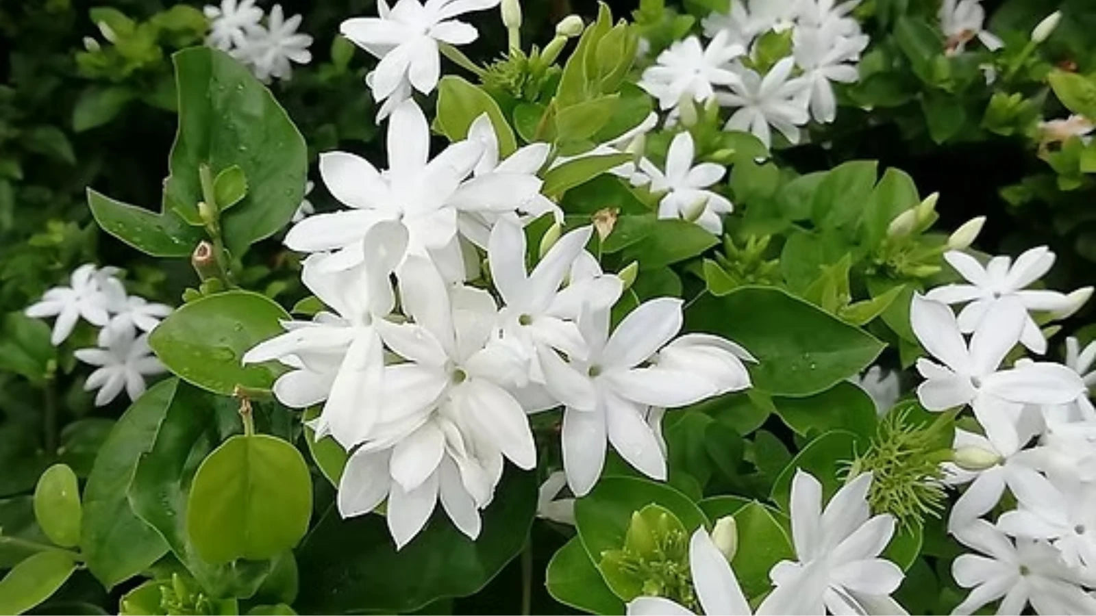 Chameli Flower 101: A Step-by-Step Guide to Cultivation – Nandi ...